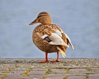 Duck Poop: What It Looks Like & More Interesting FAQs