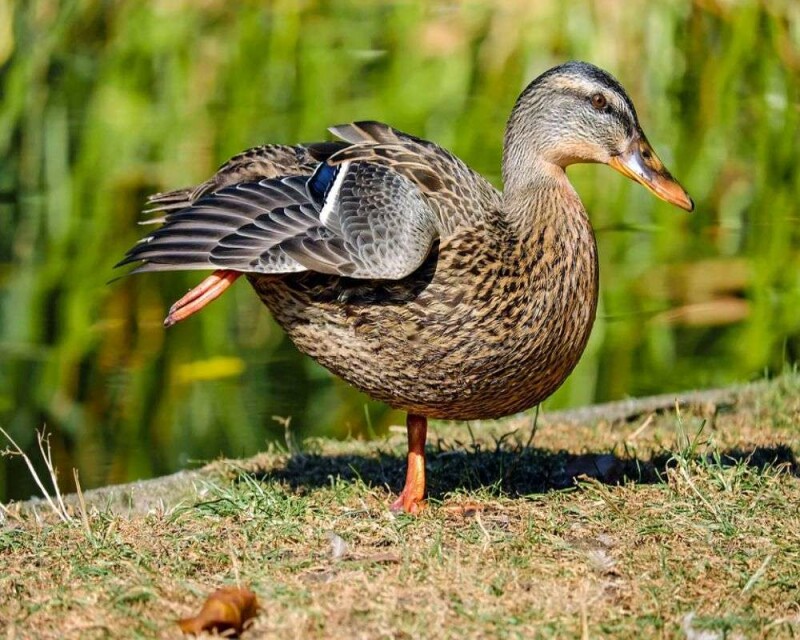 Duck Poop: What It Looks Like & More Interesting FAQs