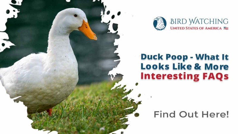 Duck Poop: What It Looks Like & More Interesting FAQs
