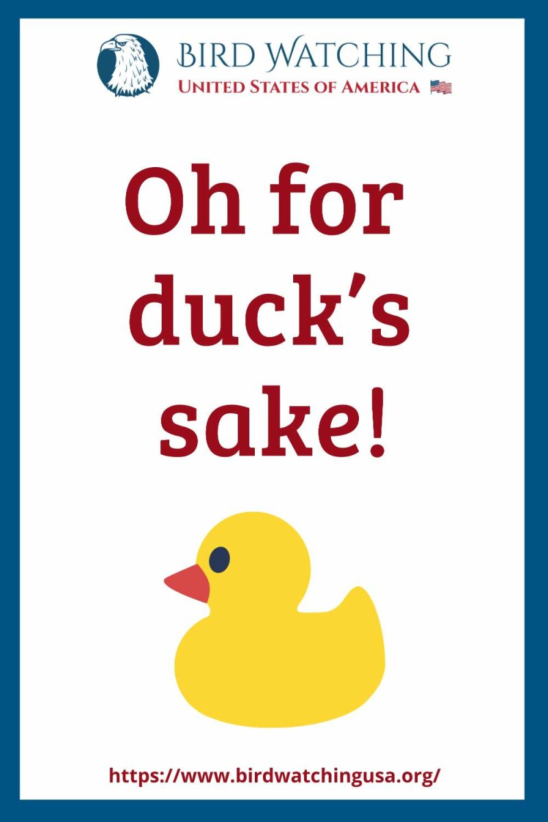 51 Funny Duck Puns & Pictures to Make You Smile!