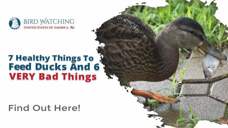 7 Healthy Things to Feed Ducks And 6 Very Bad Things