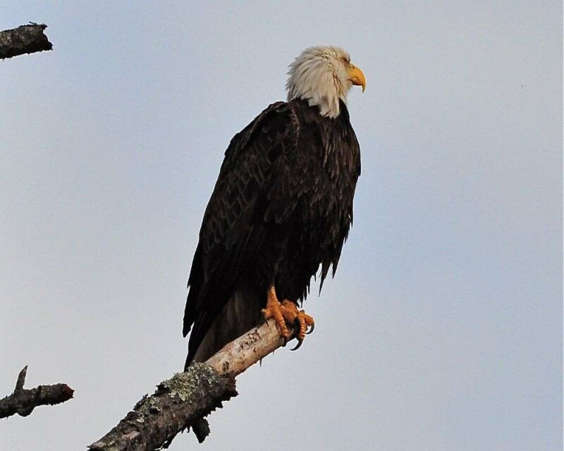 5 Eagles You’ll See If You Visit France – Beautiful Creatures