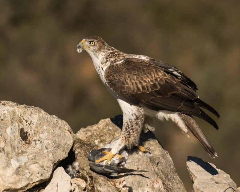 5 Eagles You’ll See If You Visit Germany - Beautiful Creatures