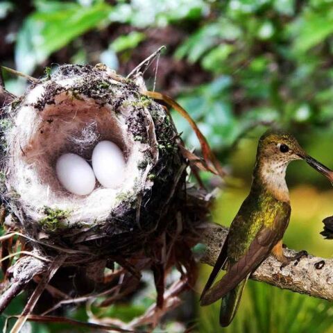 Everything About Hummingbird Nests - Impressive Facts to Know All in One Post