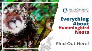 Everything About Hummingbird Nests - Impressive Facts to Know All in ...