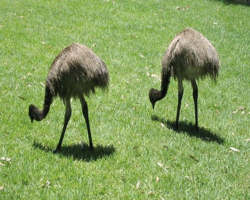 These Birds Found In The USA Can’t Fly! This Is Why!