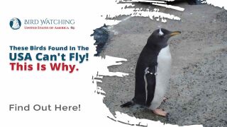 These Birds Found In The USA Can’t Fly! This Is Why!