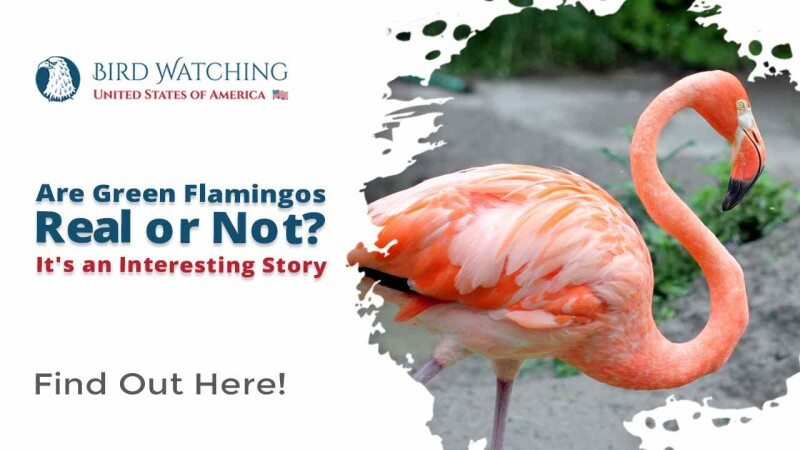 The 7 Most Rare Flamingos Ever: Black, Green, Albino, Blue?