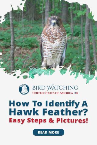 How To Identify A Hawk Feather? Easy Steps And Pictures!