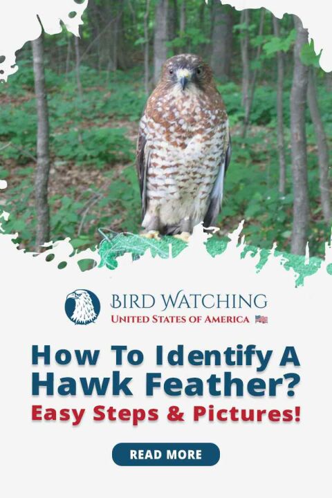 How To Identify A Hawk Feather? Easy Steps And Pictures!