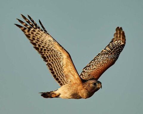 How To Identify A Hawk Feather? Easy Steps And Pictures!