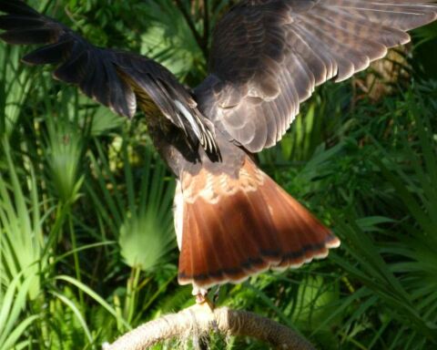 How To Identify A Hawk Feather? Easy Steps And Pictures!