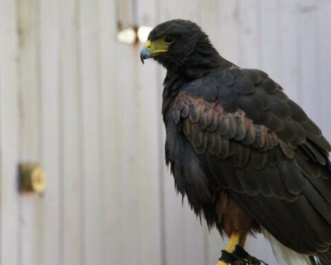How To Identify A Hawk Feather? Easy Steps And Pictures!