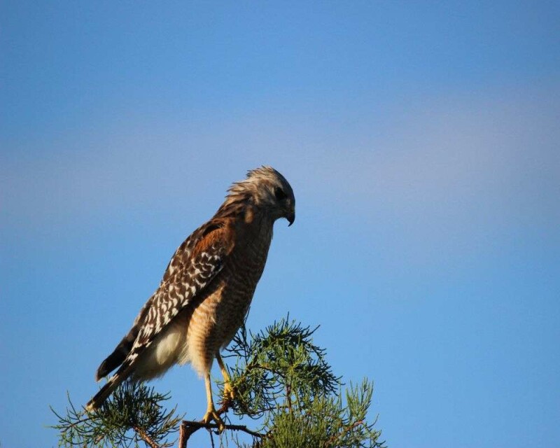 How To Identify A Hawk Feather? Easy Steps And Pictures!