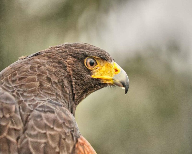 How To Identify A Hawk Feather? Easy Steps And Pictures!