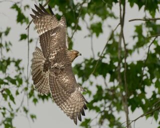 How To Identify A Hawk Feather? Easy Steps And Pictures!