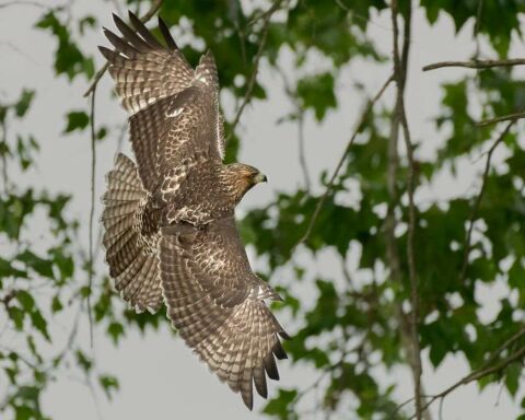 How To Identify A Hawk Feather? Easy Steps And Pictures!