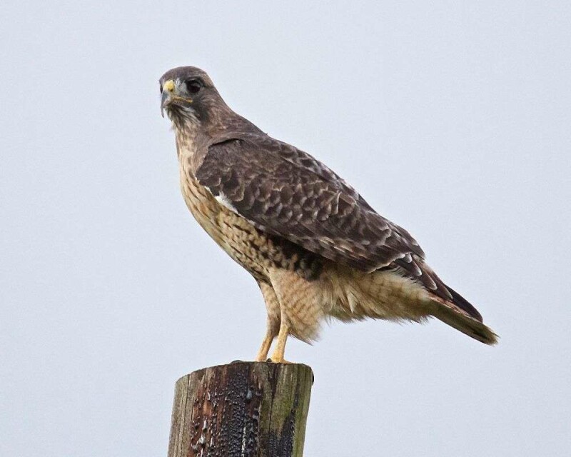 How To Identify A Hawk Feather? Easy Steps And Pictures!