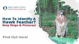 How To Identify A Hawk Feather? Easy Steps And Pictures!