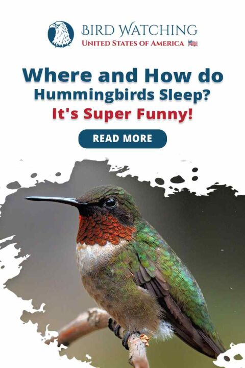 Where and How do Hummingbirds Sleep? It's Super Funny!