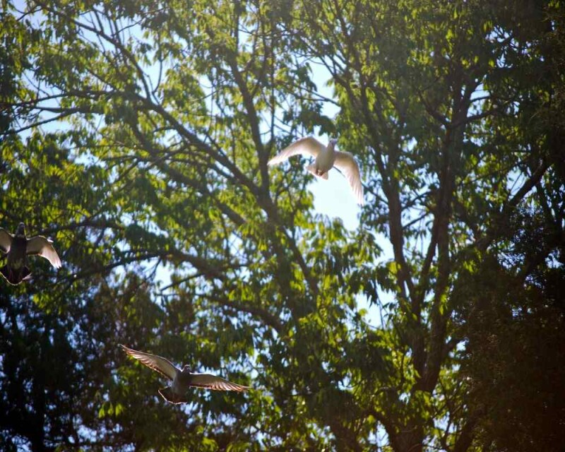 The Fascinating Reason Messenger Pigeons Know Where to Go