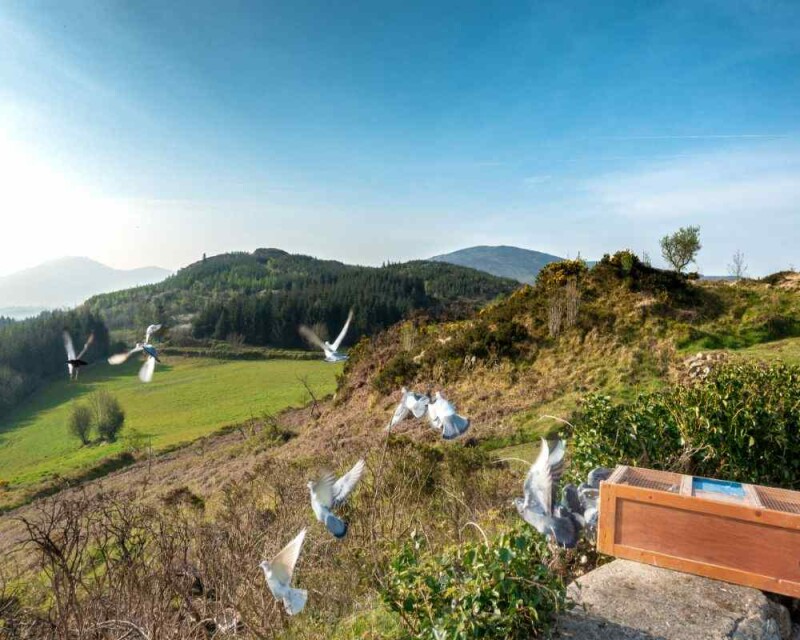 The Fascinating Reason Messenger Pigeons Know Where to Go