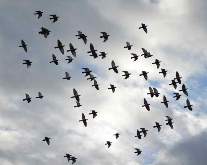 The Fascinating Reason Messenger Pigeons Know Where to Go