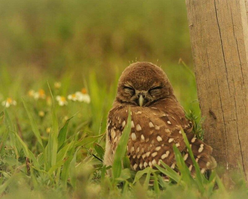 How Do Owls Sleep? Cute Baby Owls Sleep Face Down! (Pics)