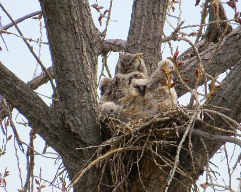 How Do Owls Sleep? Cute Baby Owls Sleep Face Down! (Pics)