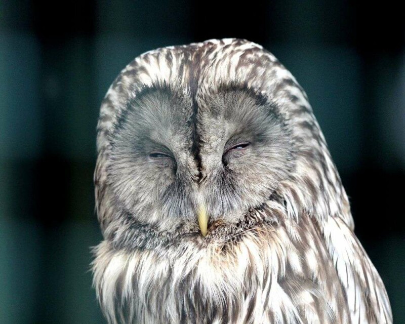 How Do Owls Sleep? Cute Baby Owls Sleep Face Down! (Pics)