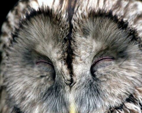 How Do Owls Sleep? Cute Baby Owls Sleep Face Down! (Pics)