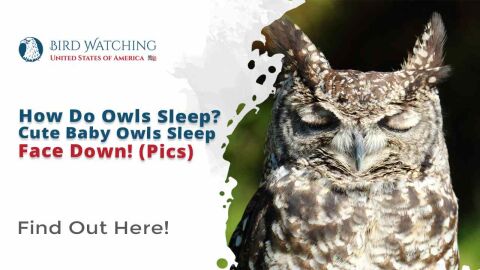 How Do Owls Sleep? Cute Baby Owls Sleep Face Down! (Pics)