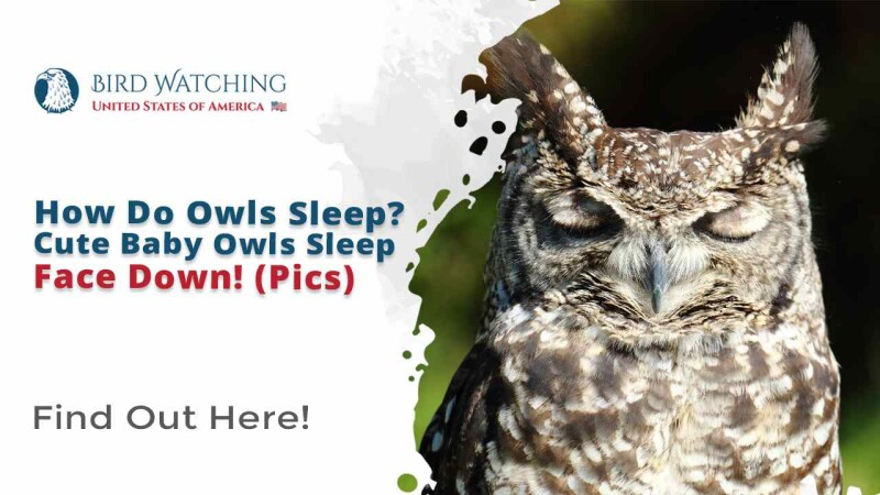 How Do Owls Sleep? Cute Baby Owls Sleep Face Down! (Pics)
