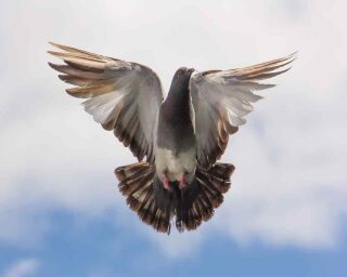 How Far Can Pigeons Fly? It's Almost Unbelievable!