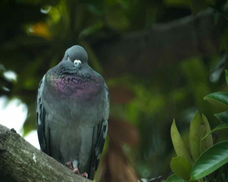 How Far Can Pigeons Fly? It's Almost Unbelievable!