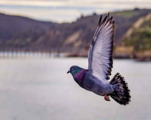 How Far Can Pigeons Fly? It's Almost Unbelievable!