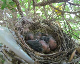 How Long Do Baby Cardinals Stay in the Nest? Explained!