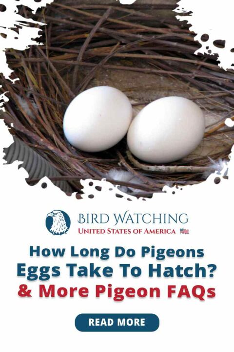 How Long Do Pigeons Eggs Take to Hatch? & More Pigeon FAQs
