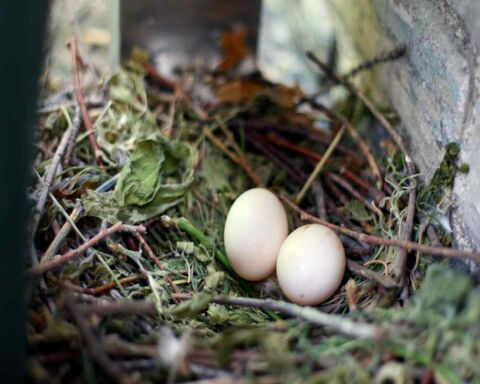 How Long Do Pigeons Eggs Take to Hatch? & More Pigeon FAQs