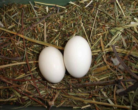 How Long Do Pigeons Eggs Take to Hatch? & More Pigeon FAQs