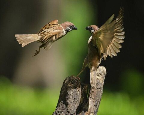How Long Do Sparrows Stay in The Nest? Explained!
