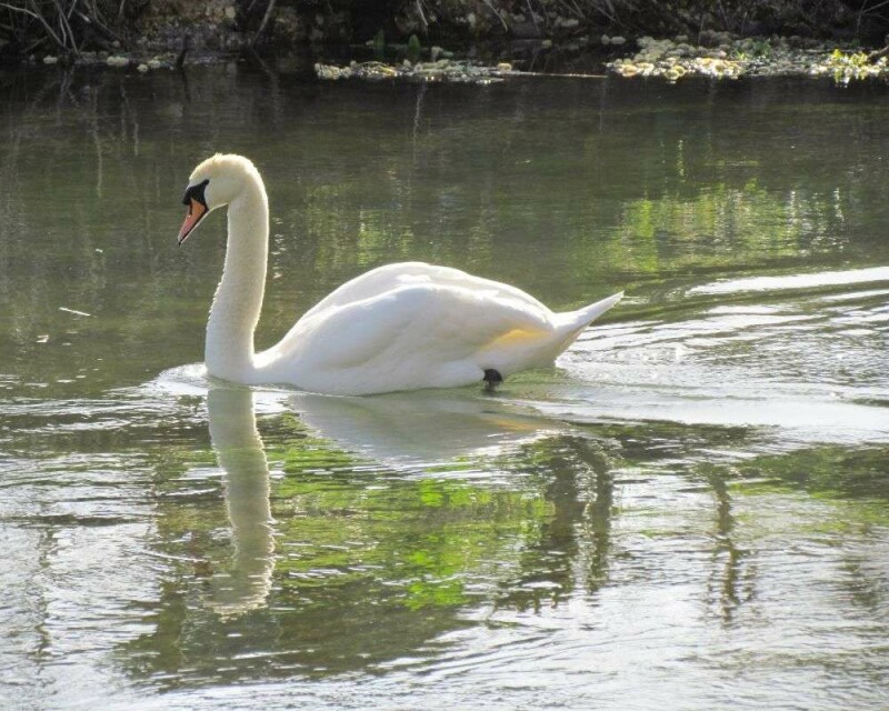 How Long Do Swans Live? Averages And Records!