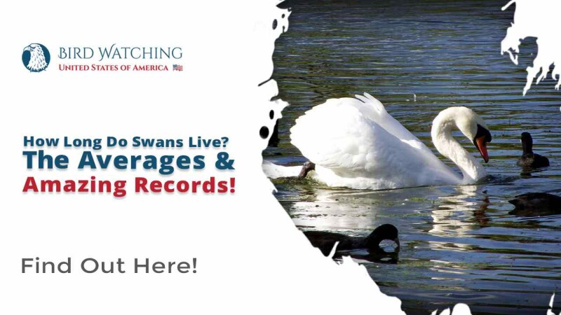 24 Amazing Swan Facts You Probably Didn't Know (2021)