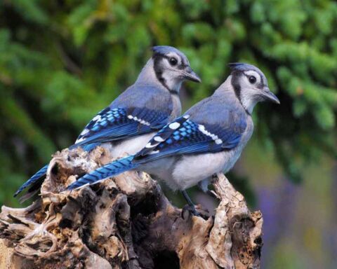 How Long Does a Blue Jay Live? The Record Is Amazing!