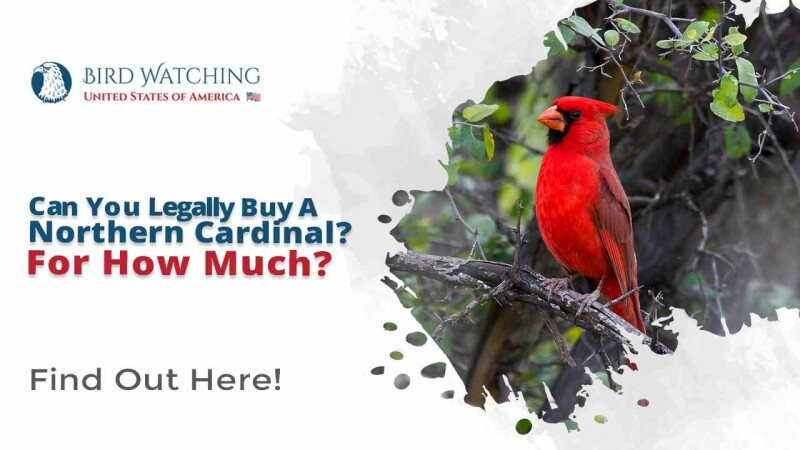 Can You Legally Buy a Northern Cardinal? For How Much?