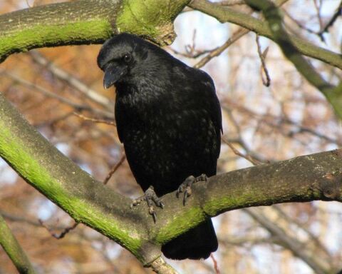 Can You Legally Buy a Crow Or A Raven? How Much Are They?