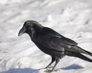 Can You Legally Buy a Crow Or A Raven? How Much Are They?