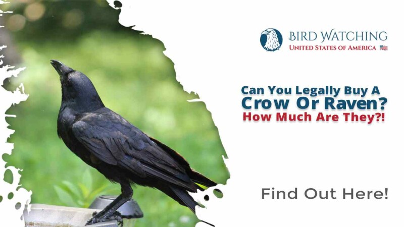 Can You Legally Buy a Crow Or A Raven? How Much Are They?