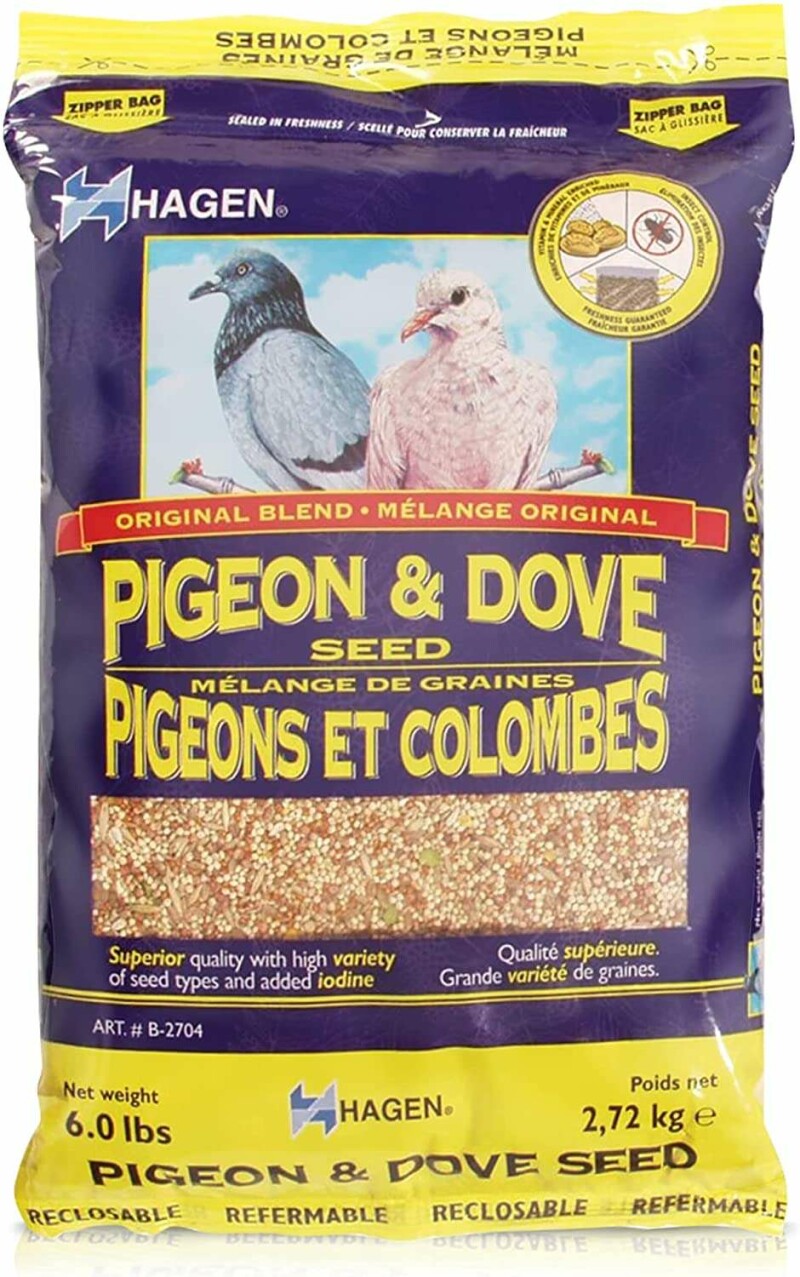 Do Pigeons Make Good Pets? How Much Do They Cost?