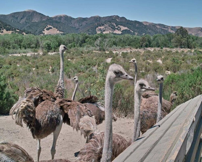 HOW MUCH DOES AN OSTRICH COST? NOT AS MUCH AS YOU THINK!